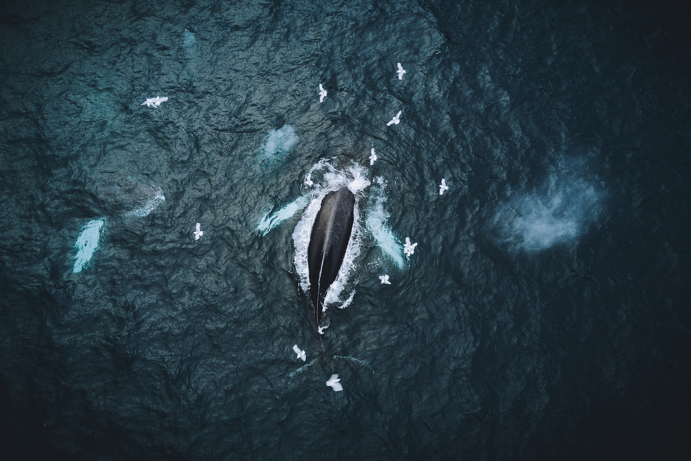 Target tells a whale of a tale in print ads - Target Marketing and ...